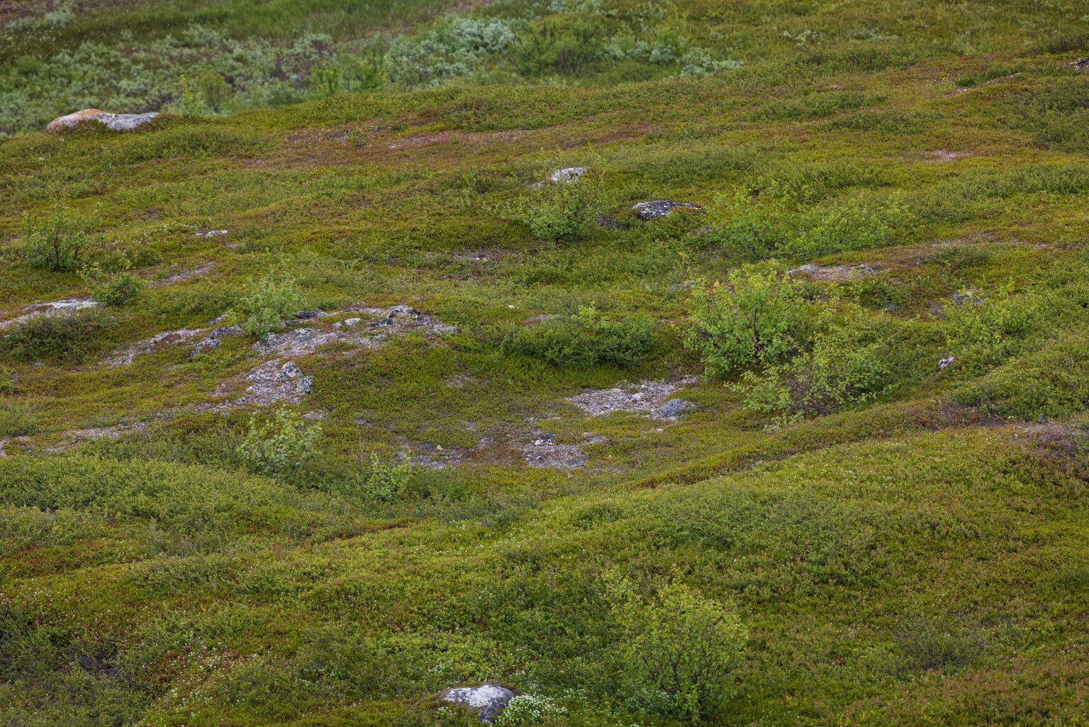 Reindrift - Riksantikvaren