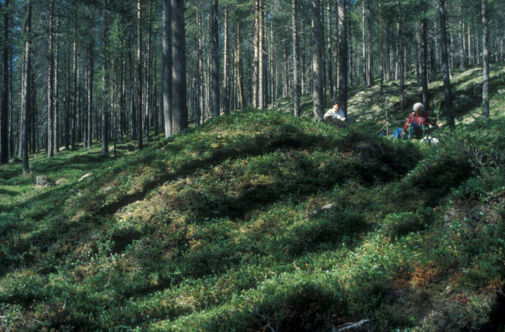 Reindrift - Riksantikvaren