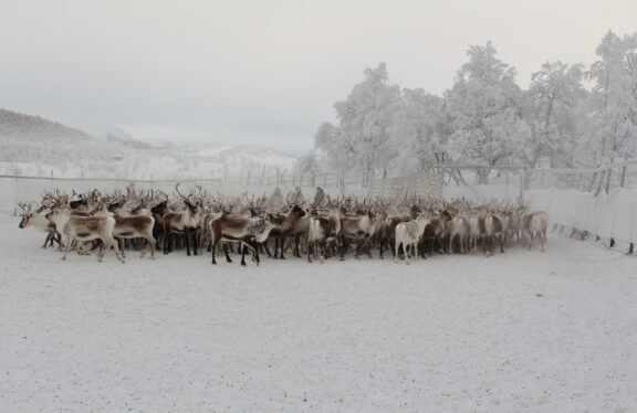 Reindrift - Riksantikvaren