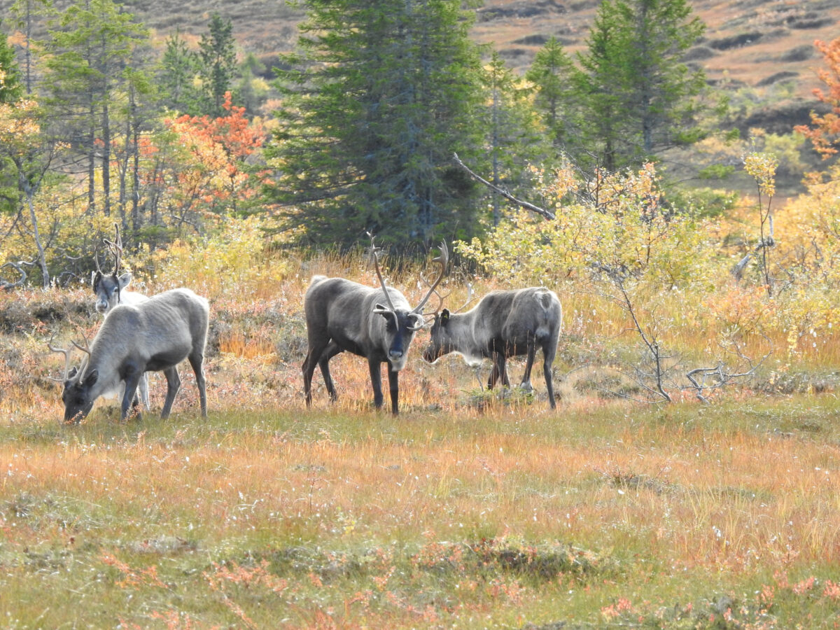 Reindrift - Riksantikvaren